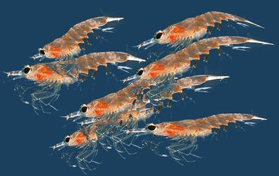 Krill Oil | WikiVites.com ... Free Vitamin Encyclopedia.